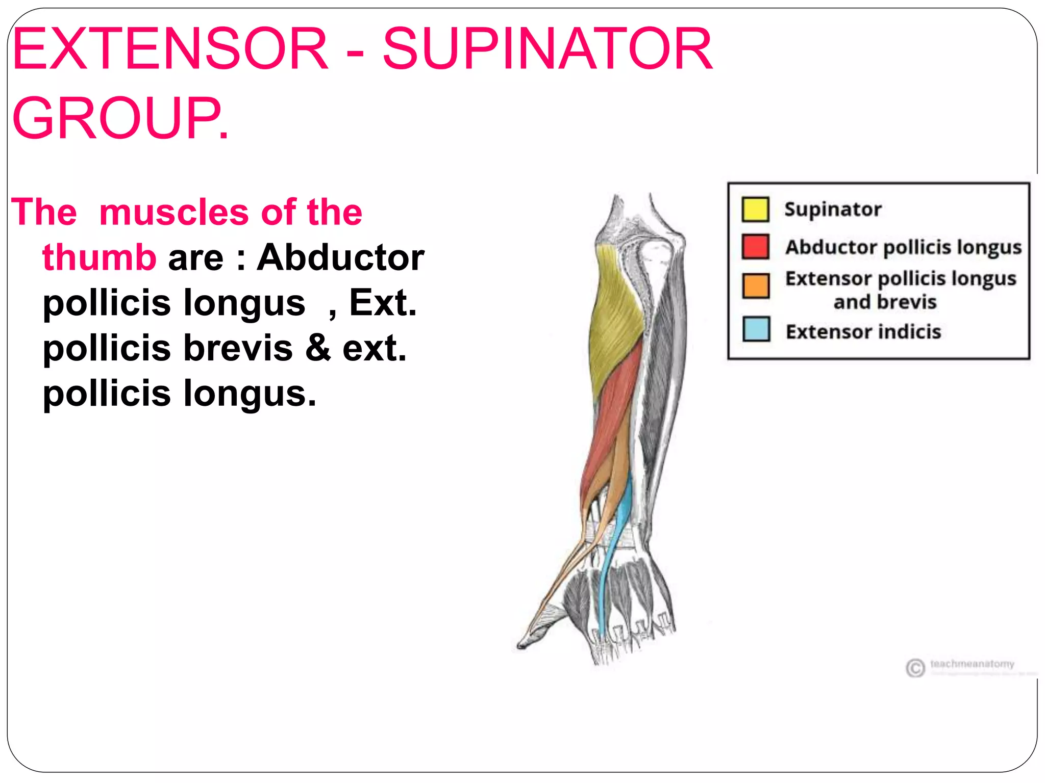 Anatomy of upper limb rehan | PPTX