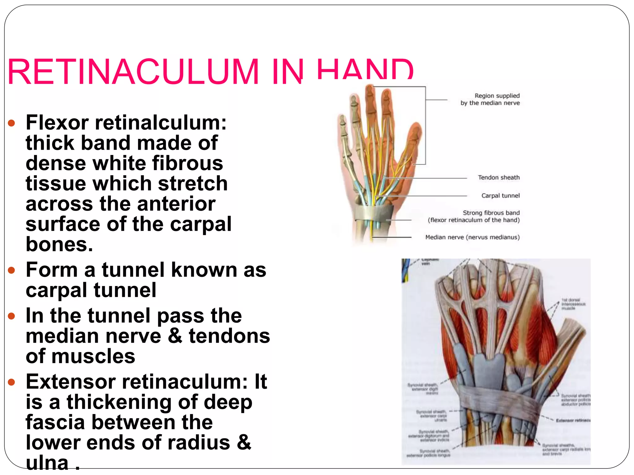 Anatomy of upper limb rehan | PPTX