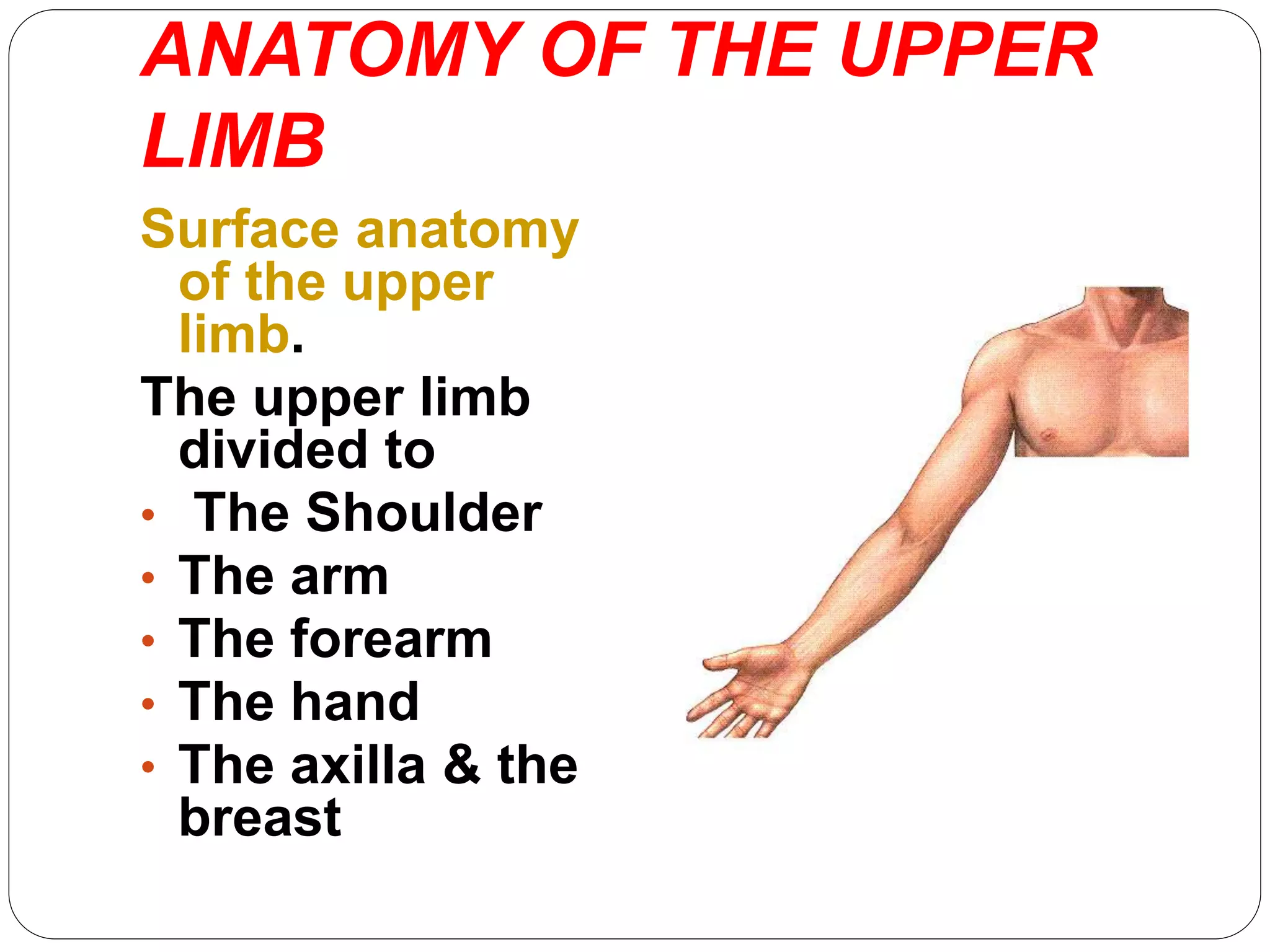 Anatomy of upper limb rehan | PPTX
