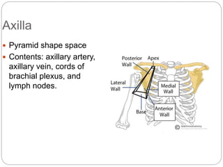 Anatomy of upper limb rehan | PPTX
