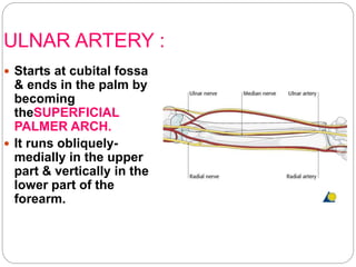 Anatomy of upper limb rehan | PPTX