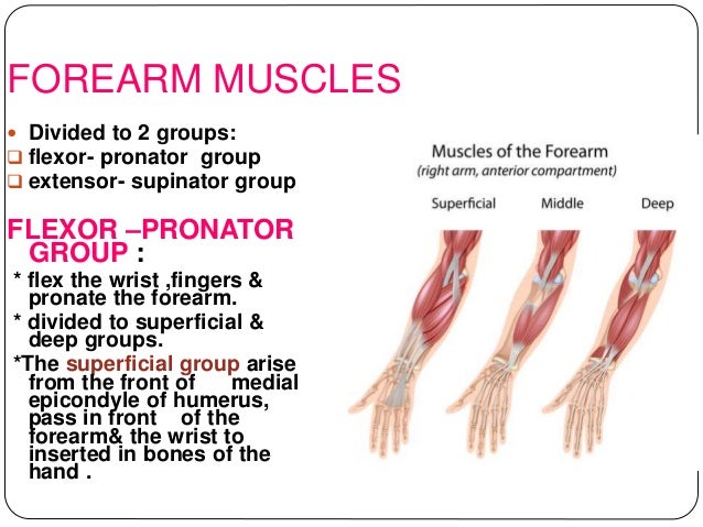 Anatomy of upper limb rehan