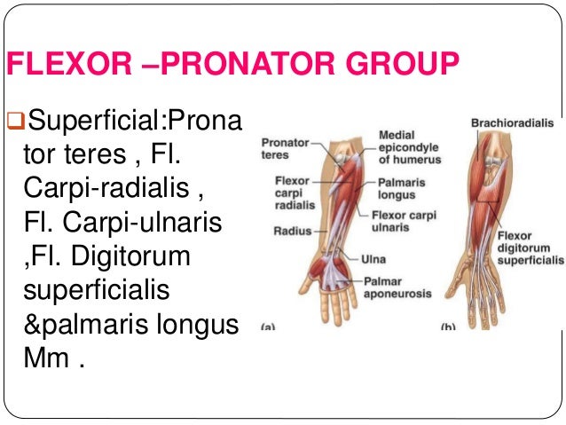 Anatomy of upper limb rehan