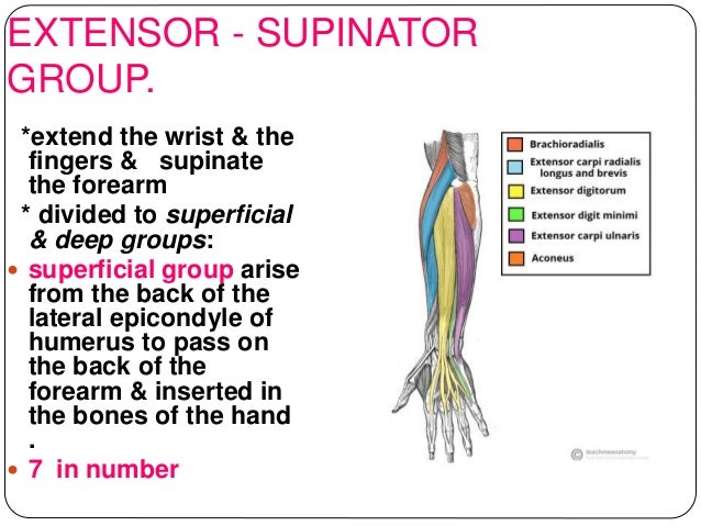 Anatomy of upper limb rehan