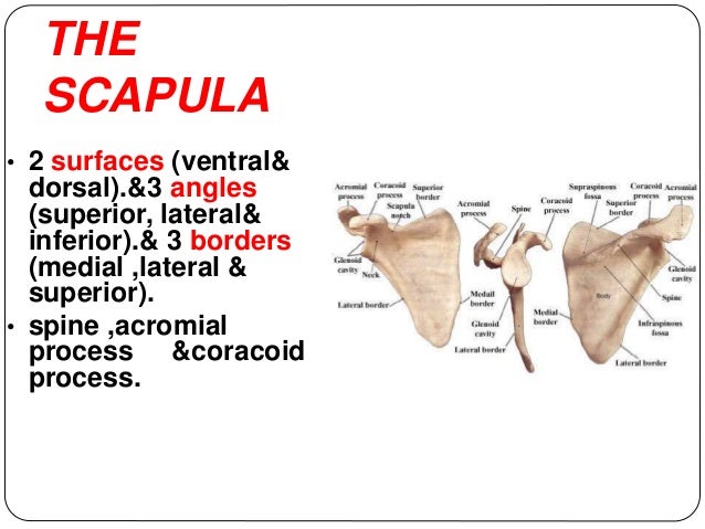 Ventral Meaning