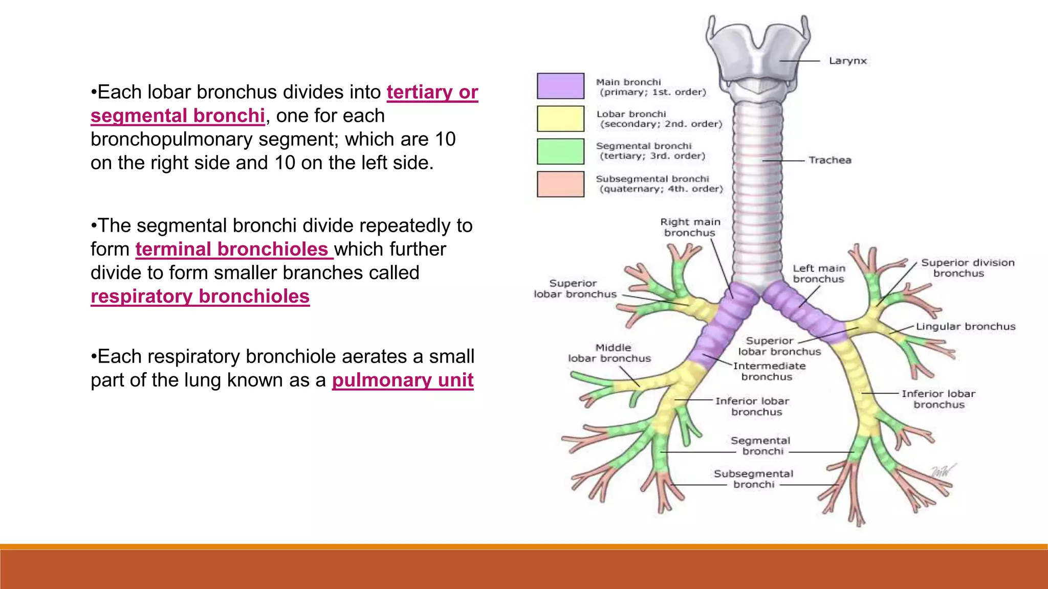 Anatomy of Upper& lower airway and Diaphragm.pptx