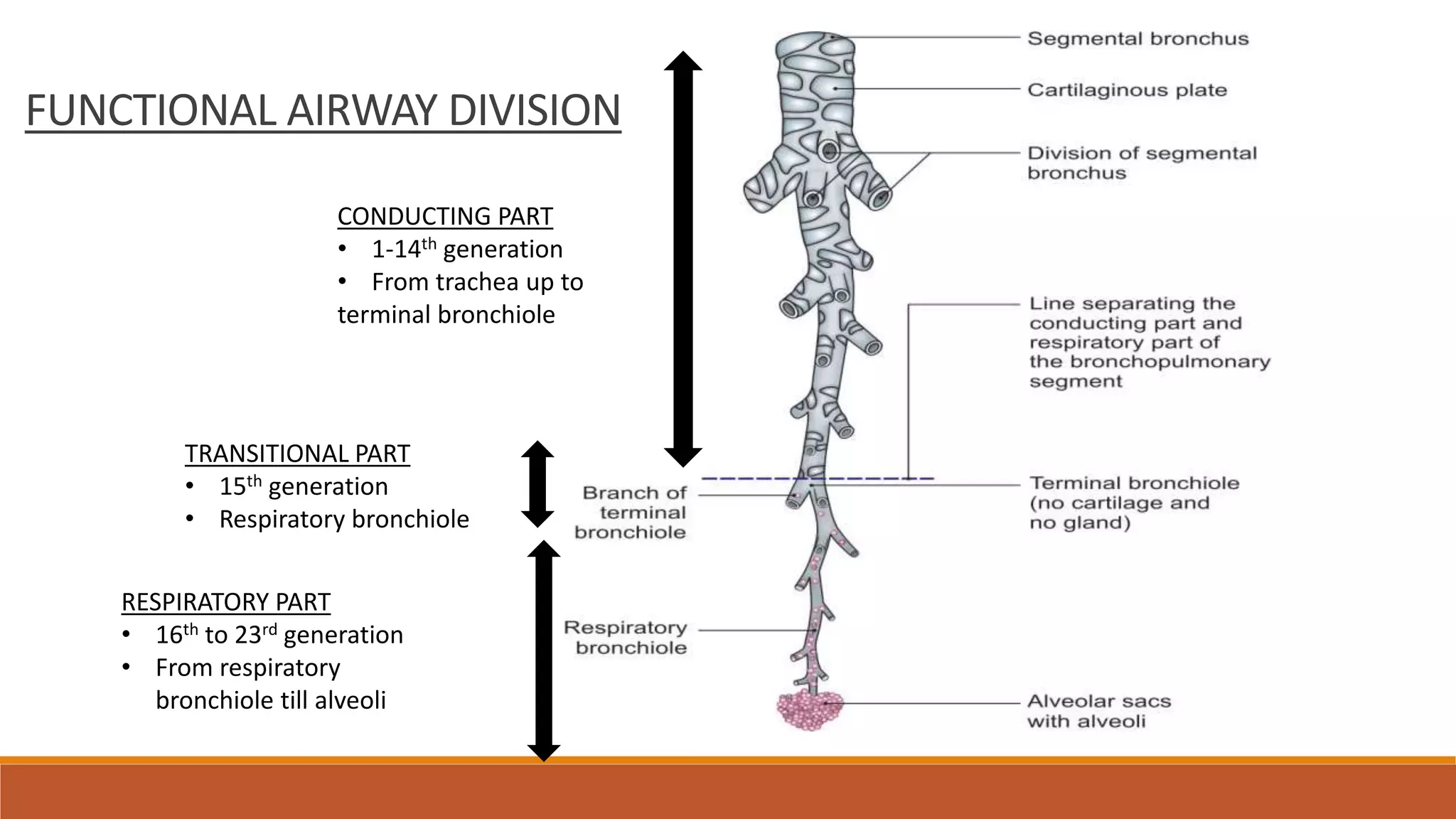Anatomy of Upper& lower airway and Diaphragm.pptx