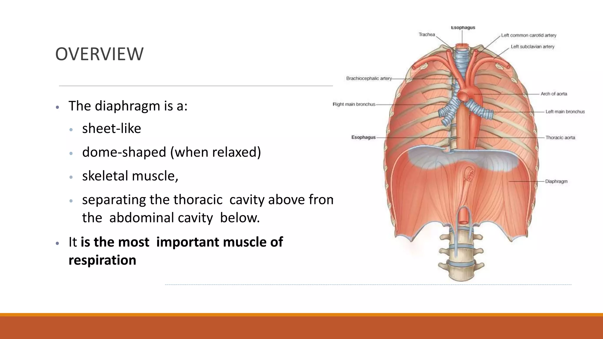 Anatomy of Upper& lower airway and Diaphragm.pptx | Ear, Nose and ...