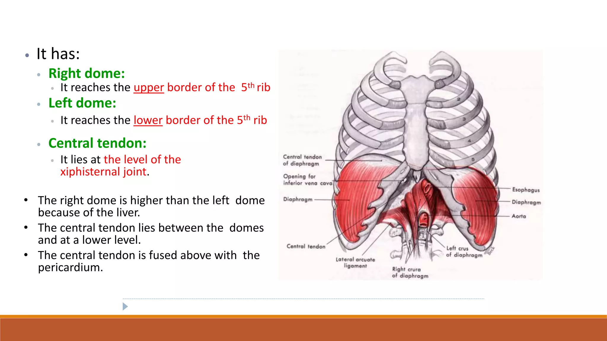 Anatomy of Upper& lower airway and Diaphragm.pptx