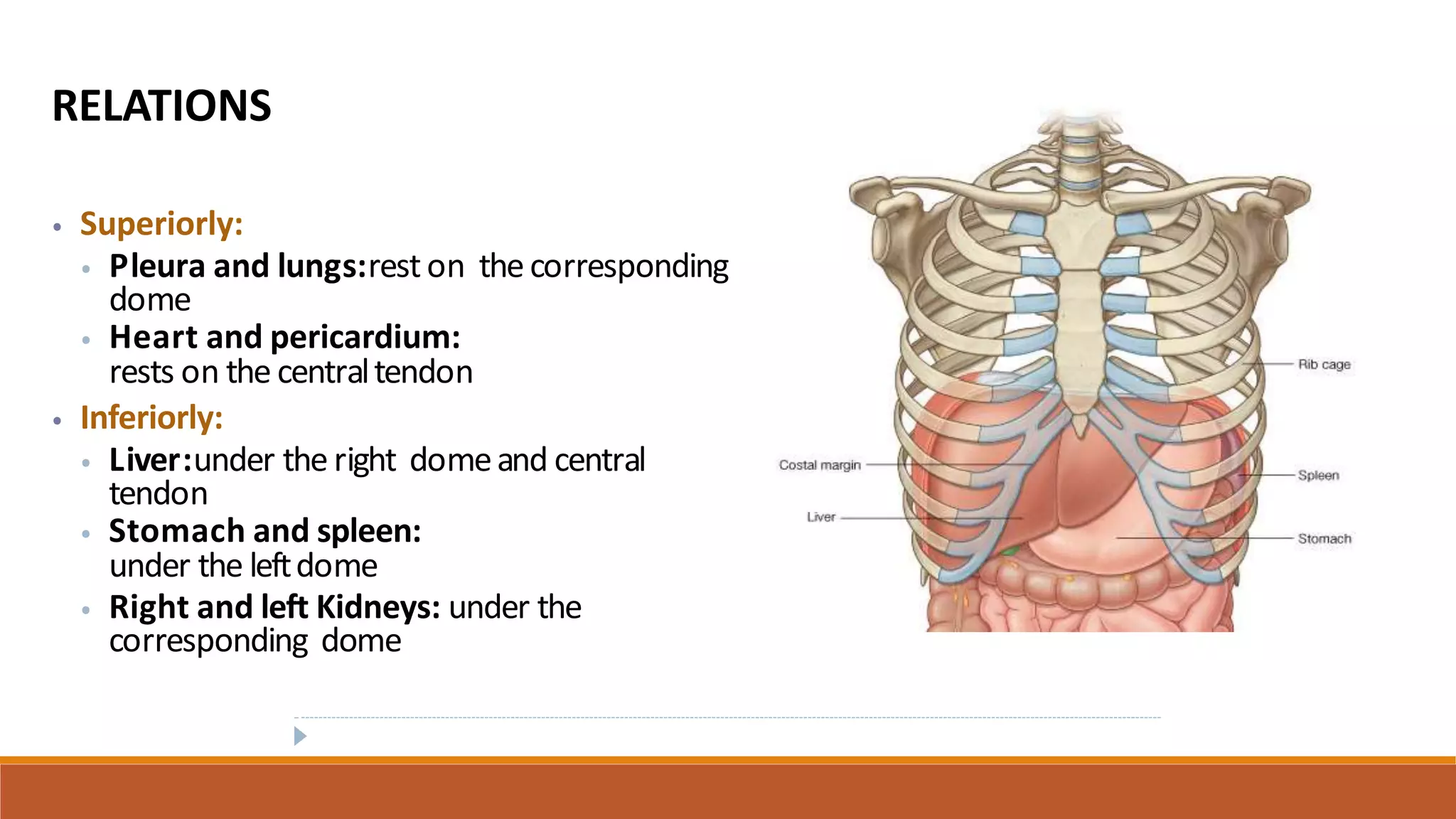 Anatomy of Upper& lower airway and Diaphragm.pptx