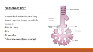 Anatomy of Upper& lower airway and Diaphragm.pptx | Ear, Nose and ...
