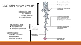 Anatomy of Upper& lower airway and Diaphragm.pptx