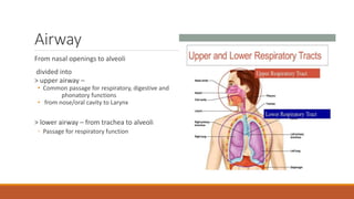Anatomy of Upper& lower airway and Diaphragm.pptx