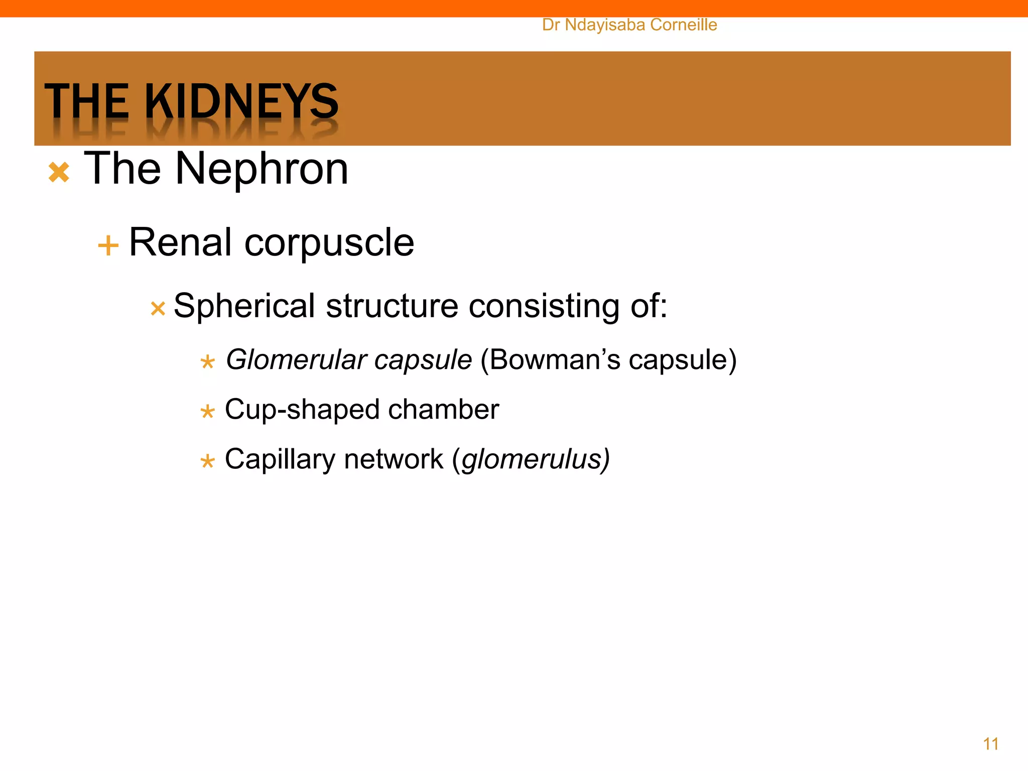 Anatomy of Upper & Lower Urinary Tract.pptx