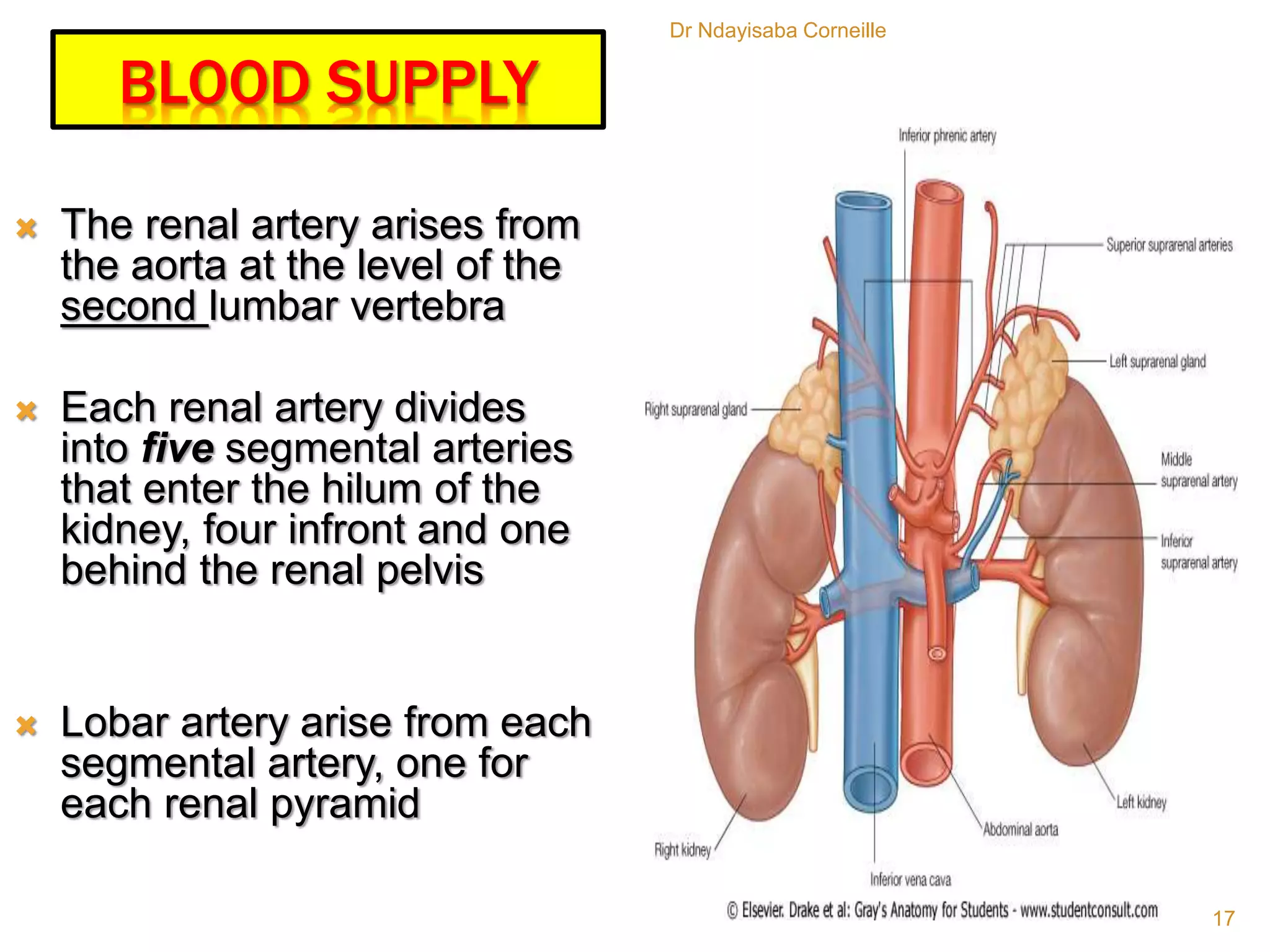 Anatomy of Upper & Lower Urinary Tract.pptx
