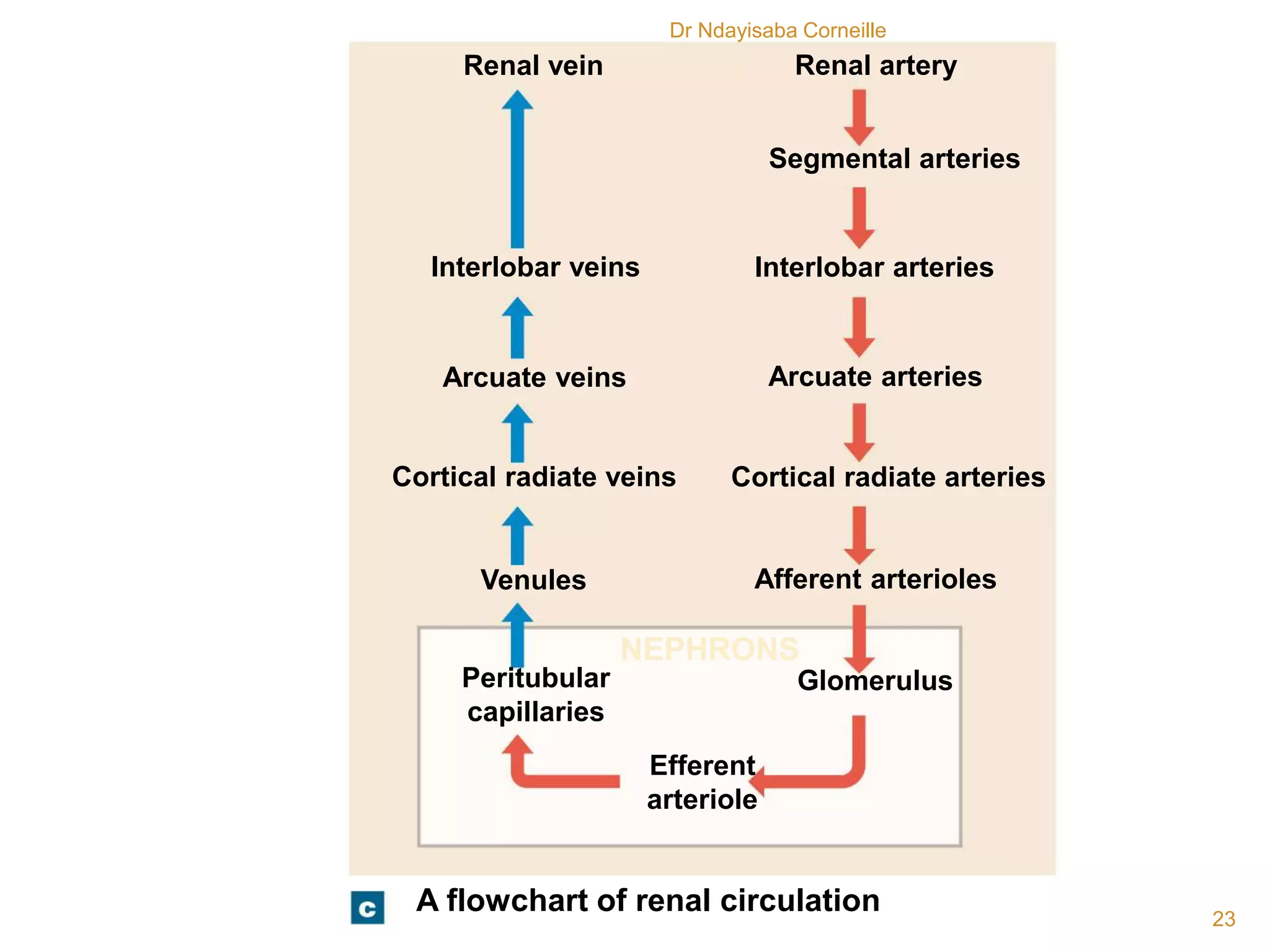 Anatomy of Upper & Lower Urinary Tract.pptx