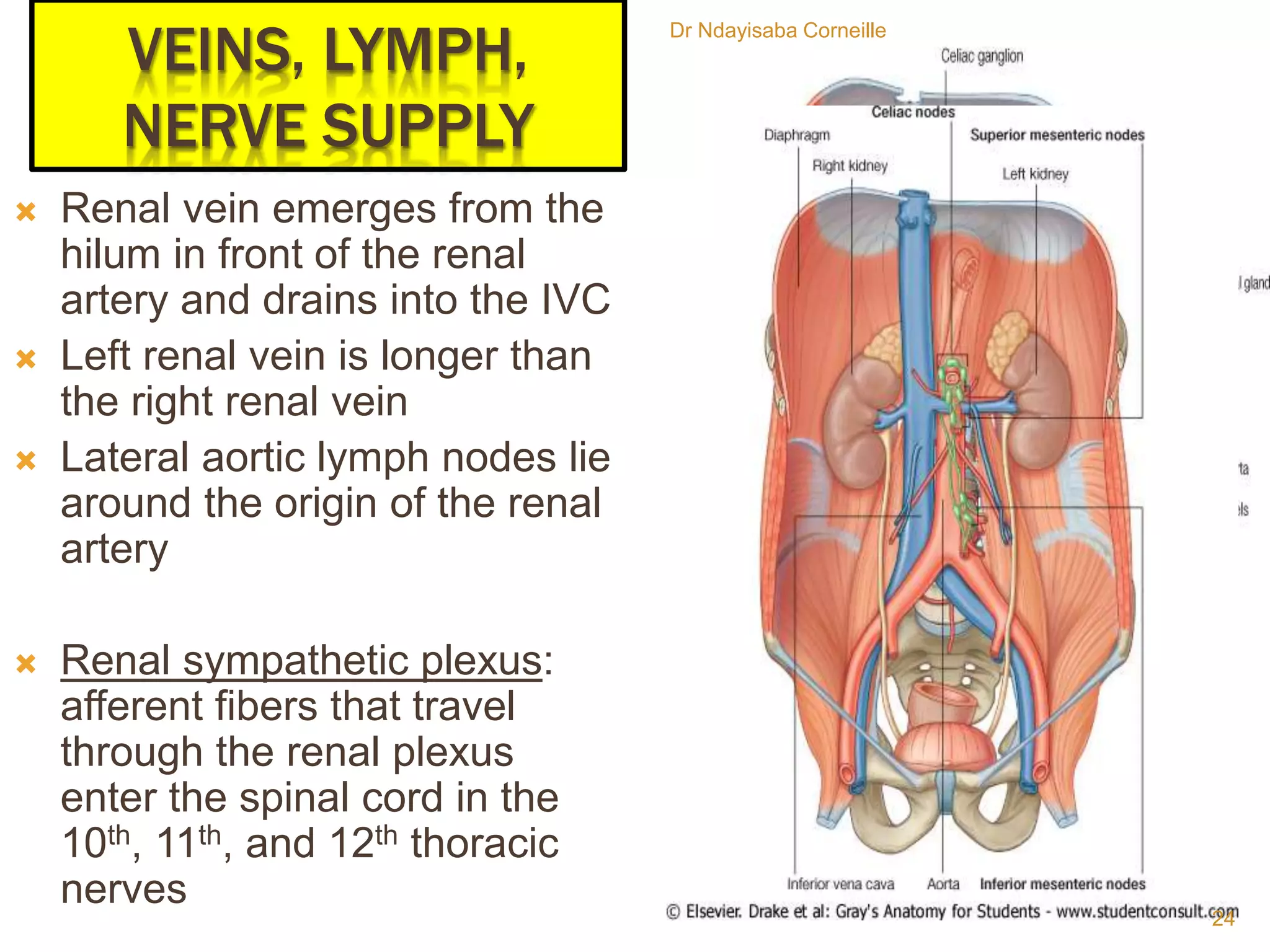Anatomy of Upper & Lower Urinary Tract.pptx