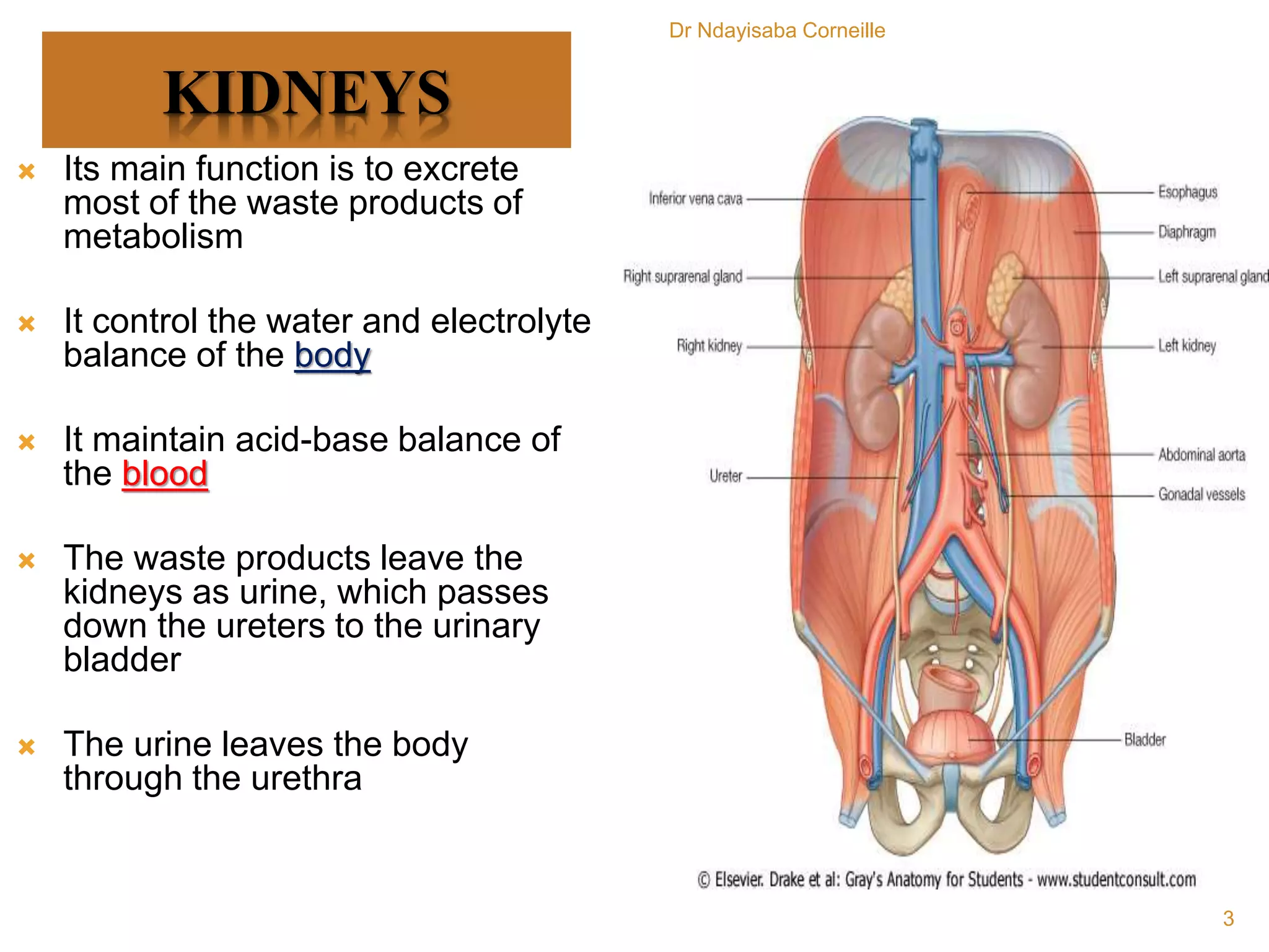 Anatomy of Upper & Lower Urinary Tract.pptx
