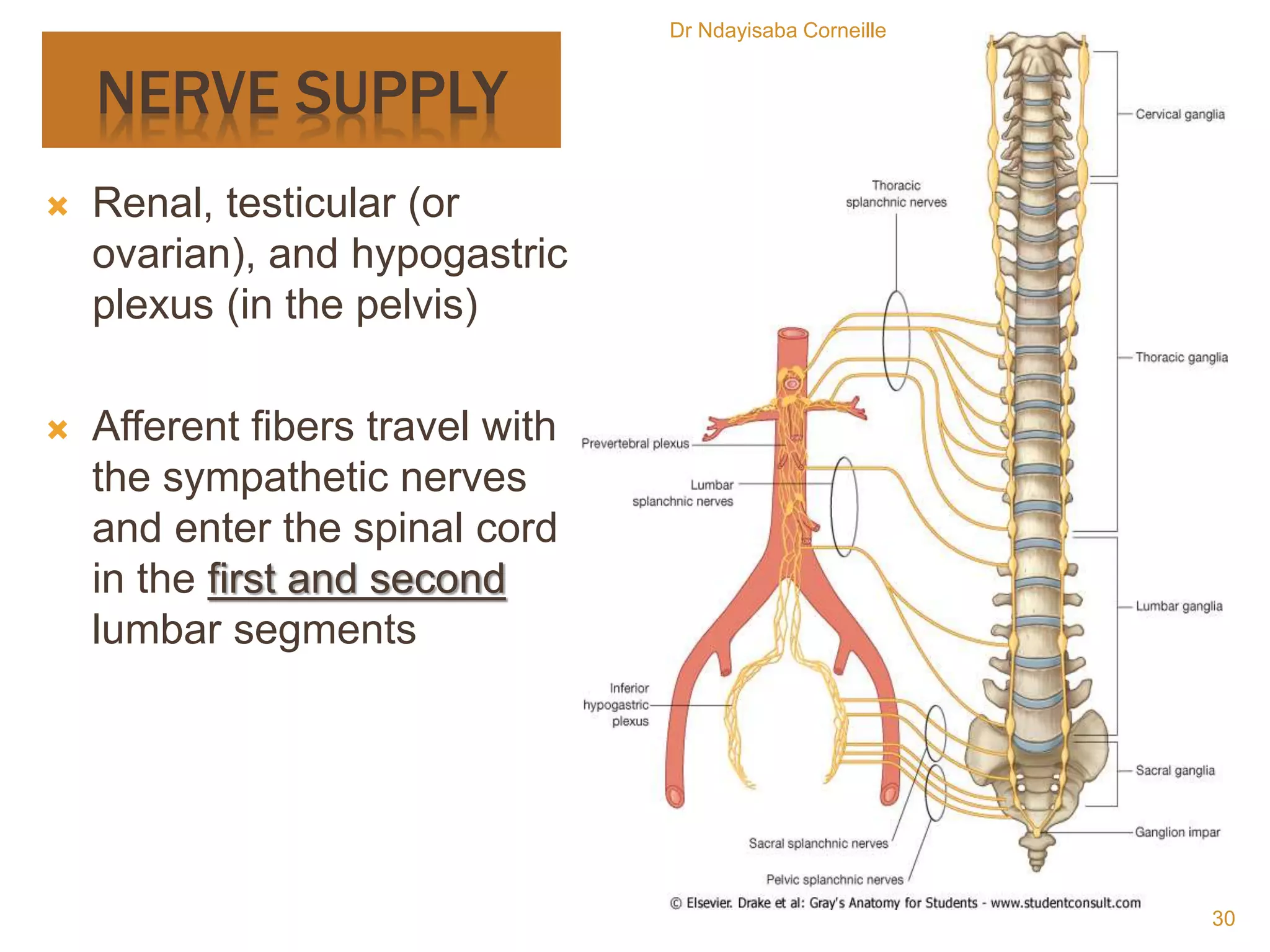 Anatomy of Upper & Lower Urinary Tract.pptx