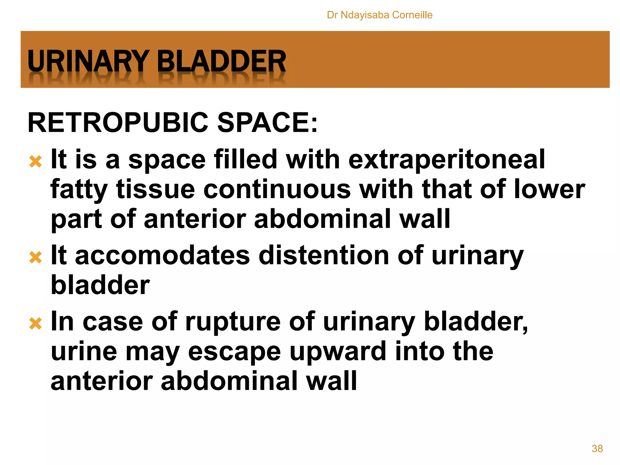Anatomy of Upper & Lower Urinary Tract.pptx
