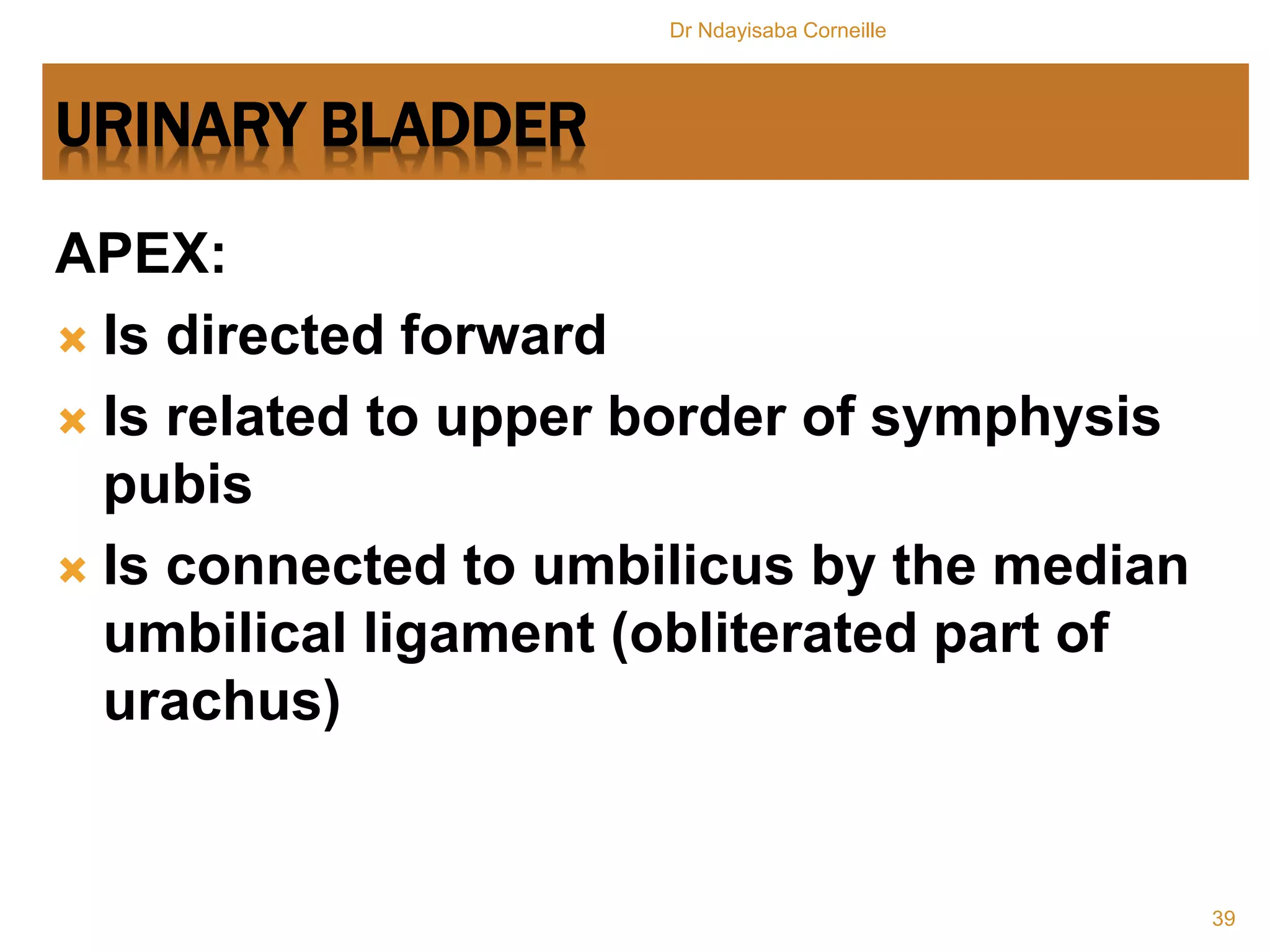 Anatomy of Upper & Lower Urinary Tract.pptx