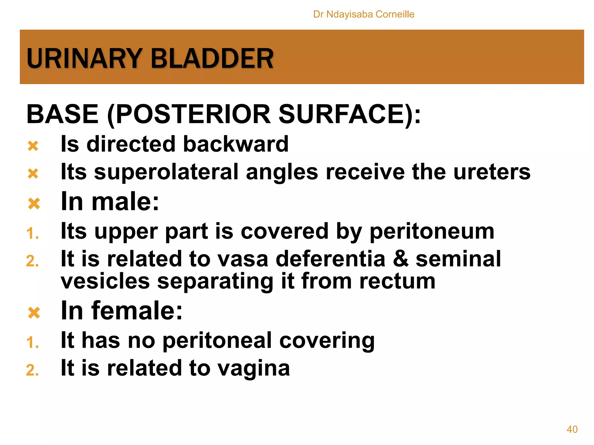 Anatomy of Upper & Lower Urinary Tract.pptx