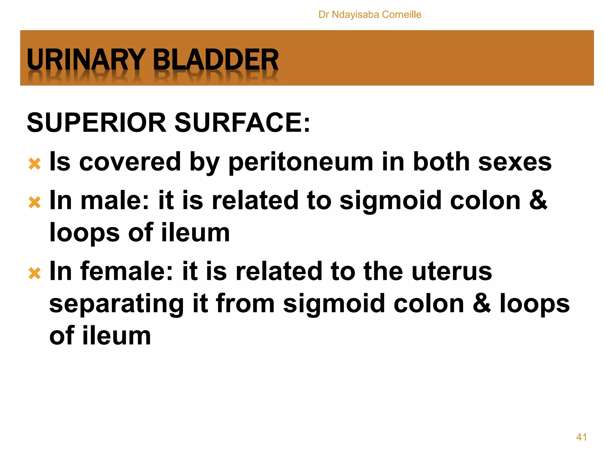 Anatomy of Upper & Lower Urinary Tract.pptx