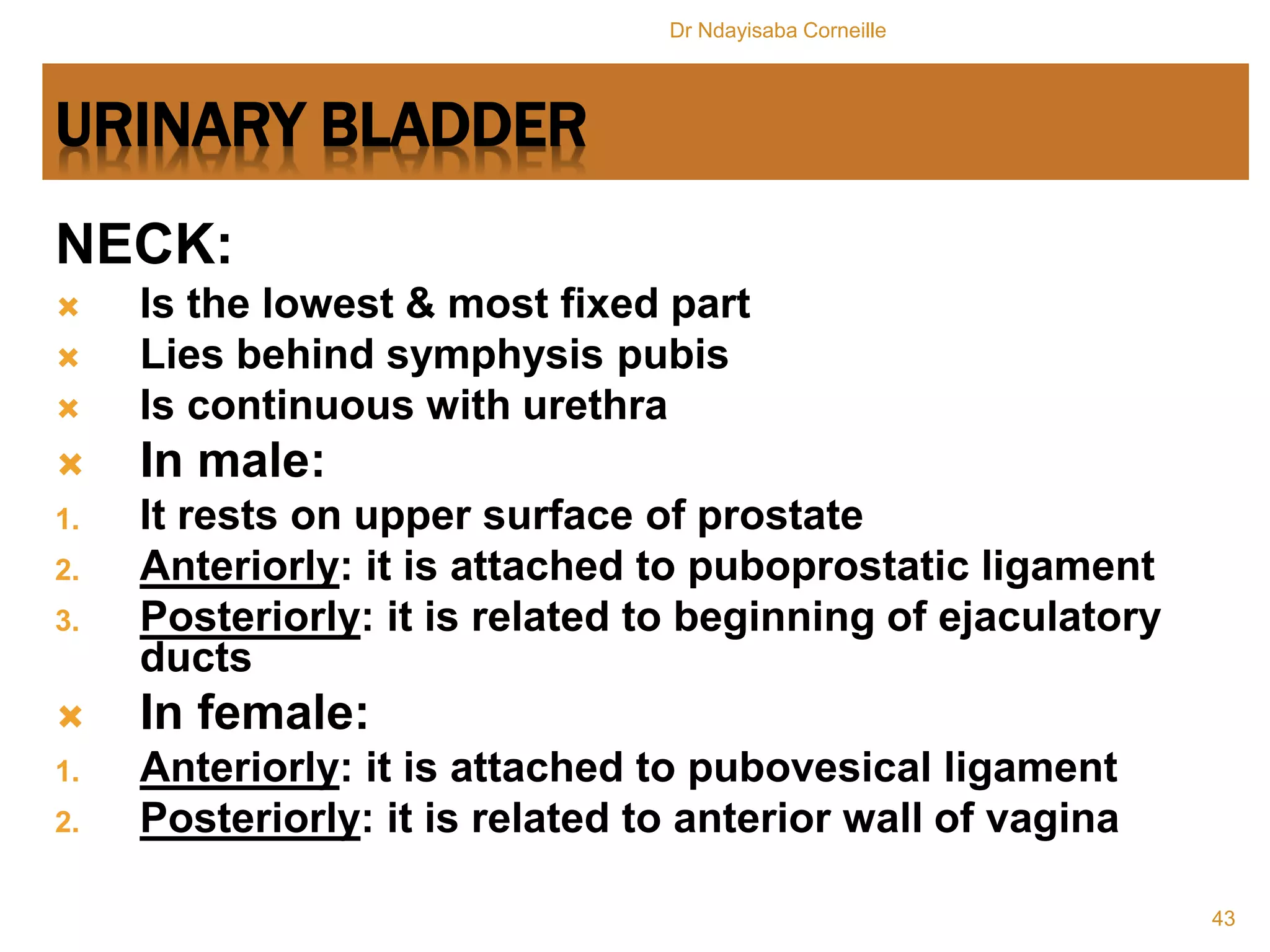Anatomy of Upper & Lower Urinary Tract.pptx