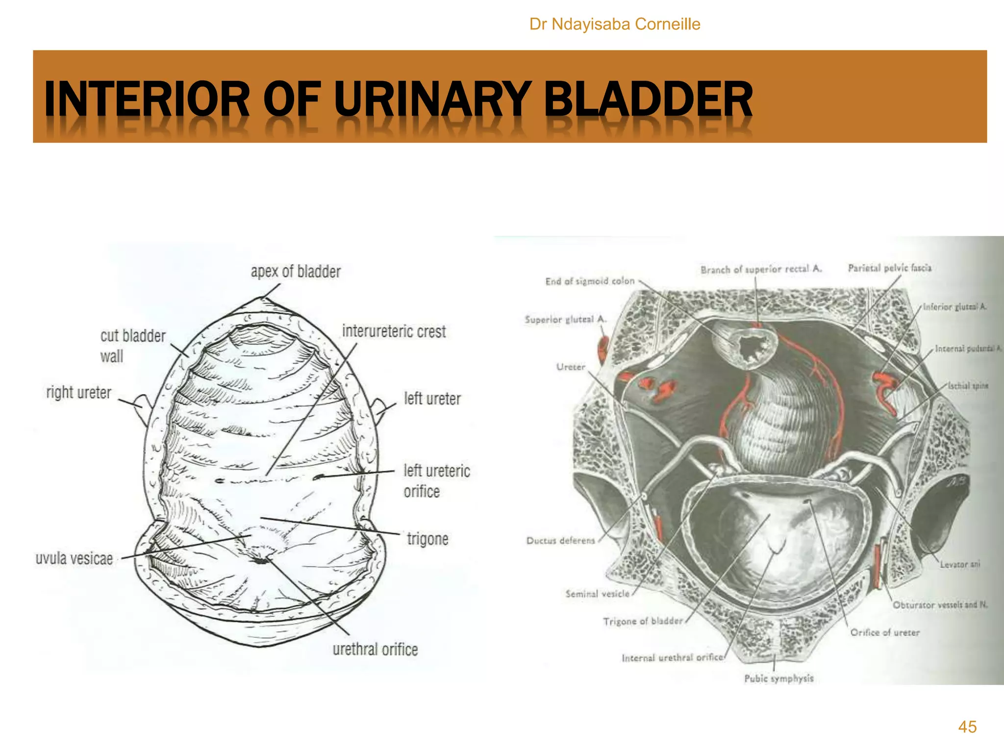 Anatomy of Upper & Lower Urinary Tract.pptx
