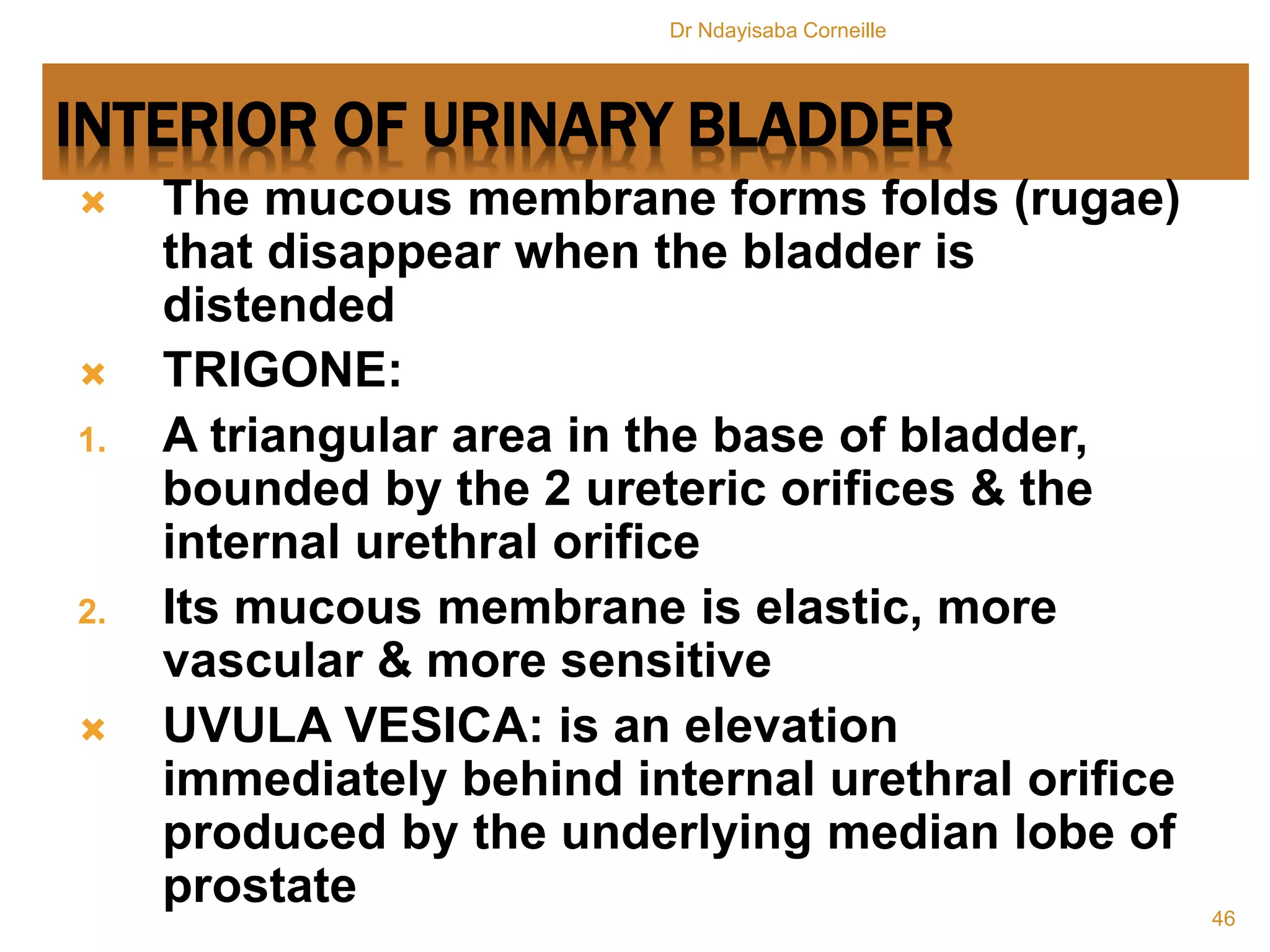 Anatomy of Upper & Lower Urinary Tract.pptx