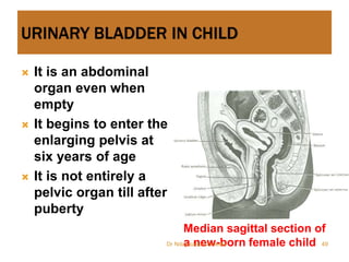 Anatomy of Upper & Lower Urinary Tract.pptx