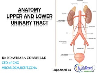 Anatomy of Upper & Lower Urinary Tract.pptx