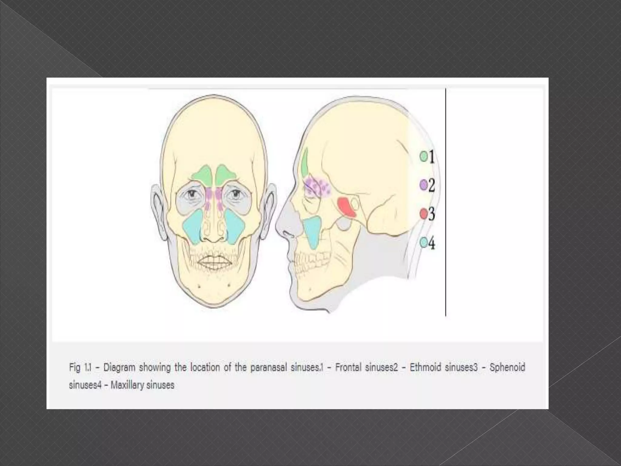 Anatomy of upper respiratory tract part 1 | PPTX