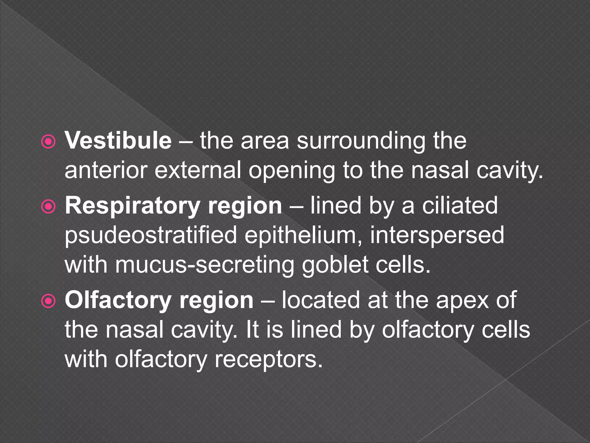 Anatomy of upper respiratory tract part 1 | PPTX