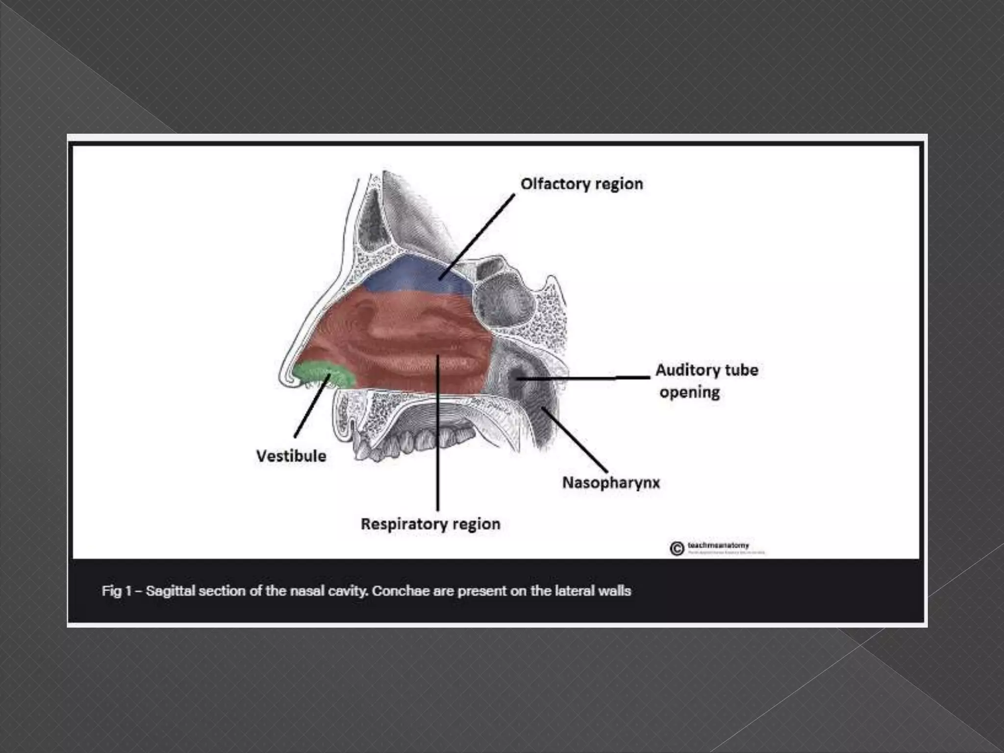 Anatomy of upper respiratory tract part 1 | PPTX