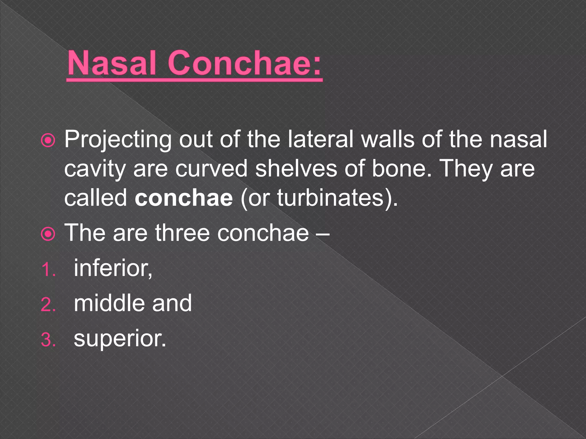 Anatomy of upper respiratory tract part 1 | PPTX