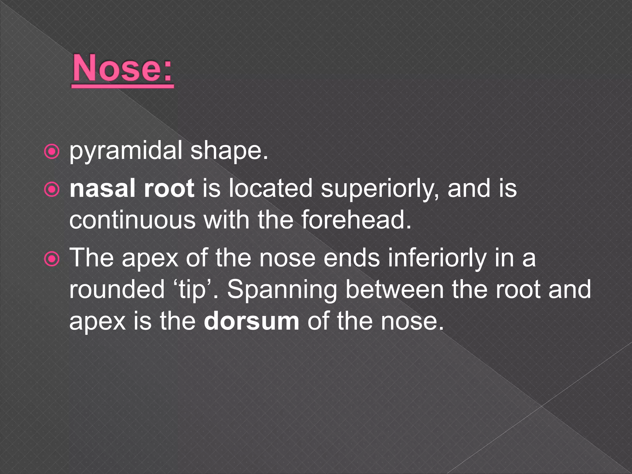 Anatomy of upper respiratory tract part 1 | PPTX