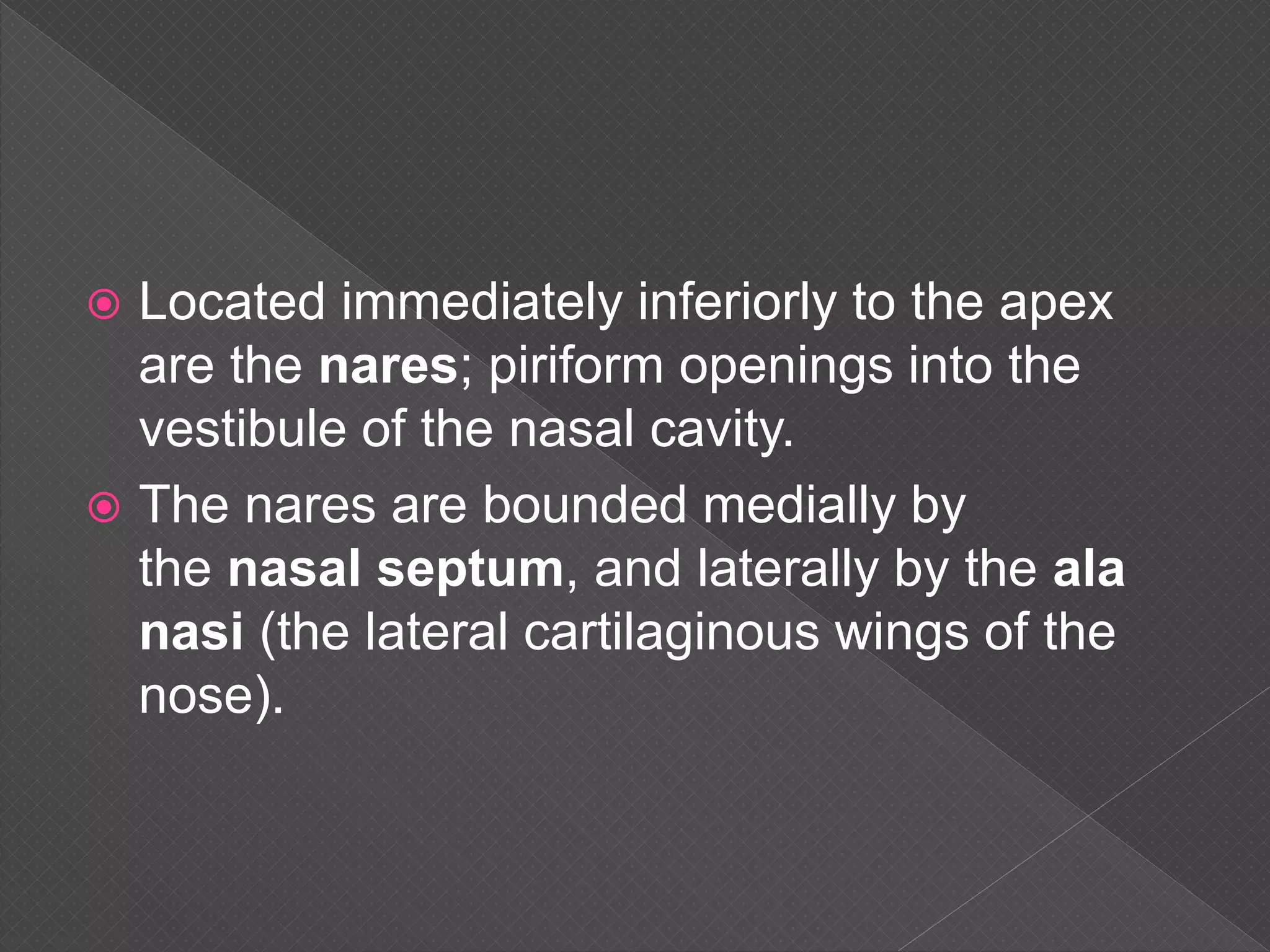 Anatomy of upper respiratory tract part 1 | PPTX