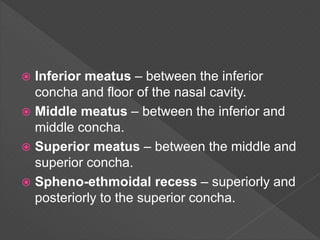 Anatomy of upper respiratory tract part 1 | PPTX