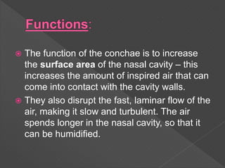 Anatomy of upper respiratory tract part 1 | PPTX