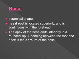 Anatomy of upper respiratory tract part 1 | PPTX