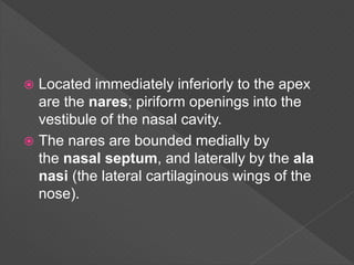 Anatomy of upper respiratory tract part 1 | PPTX