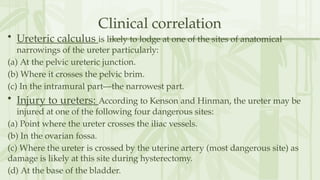 Anatomy of ureter clinical aspects.pptx