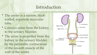 Anatomy of ureter clinical aspects.pptx