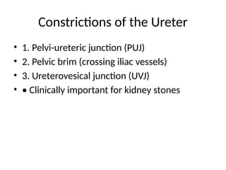 Anatomy_of_Ureter_Presentation11111.pptx