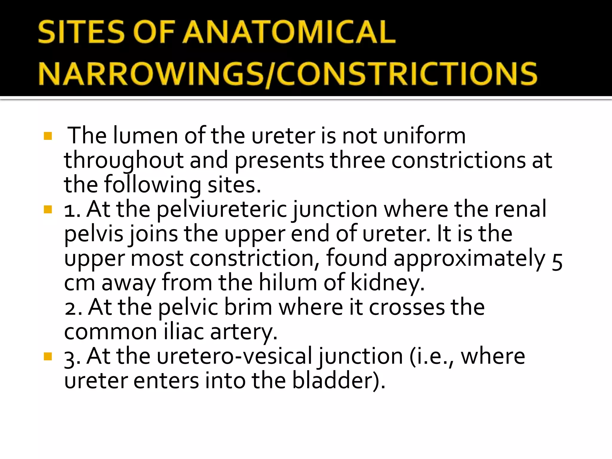 ANATOMY OF URETERS.pptx