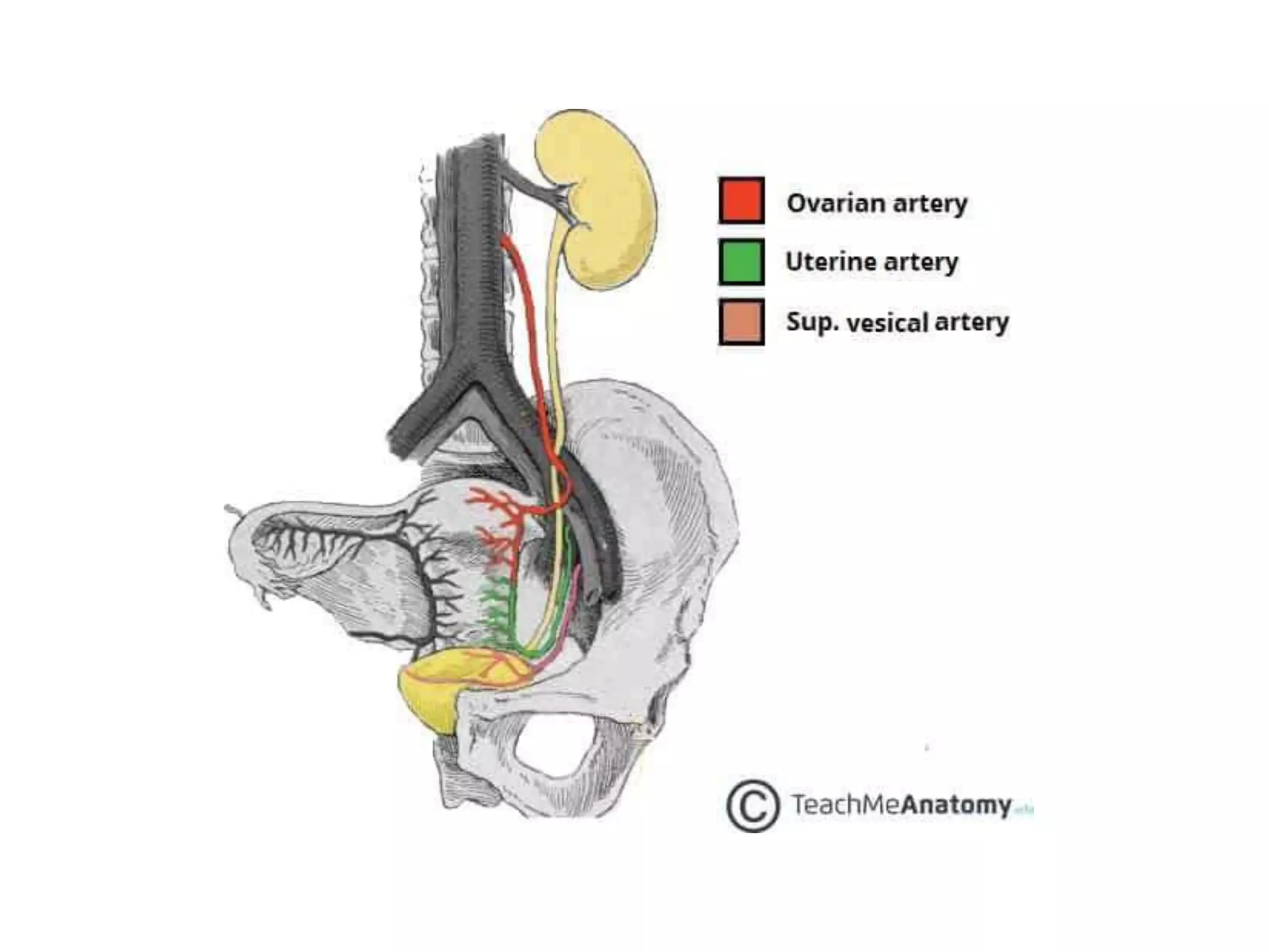 ANATOMY OF URETERS.pptx
