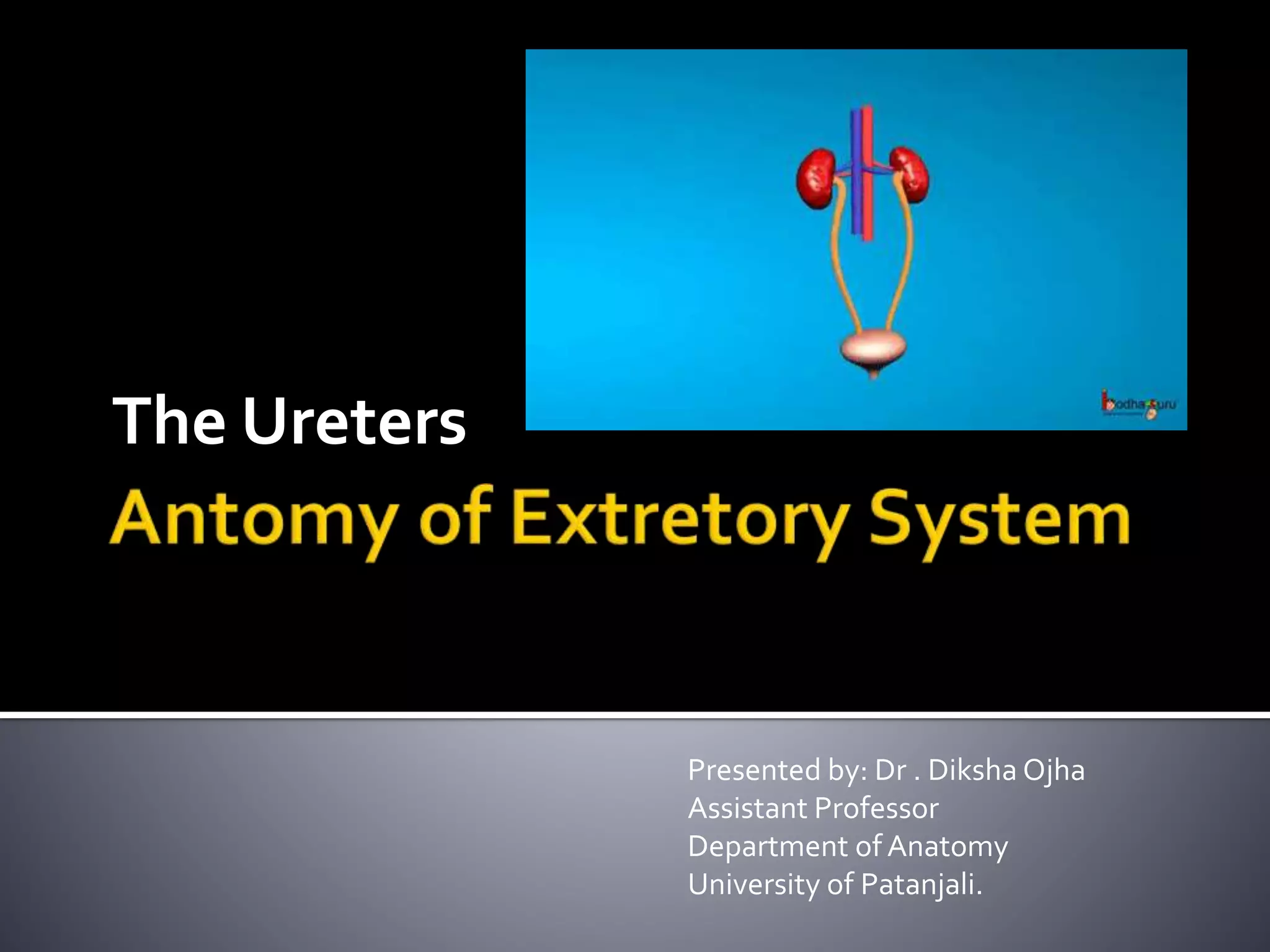 Anatomy of the Ureters | PPT