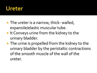 ANATOMY OF URETERS.pptx