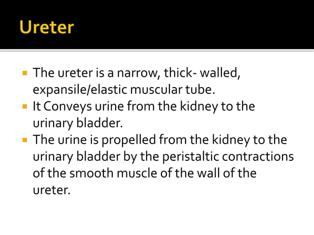 ANATOMY OF URETERS.pptx